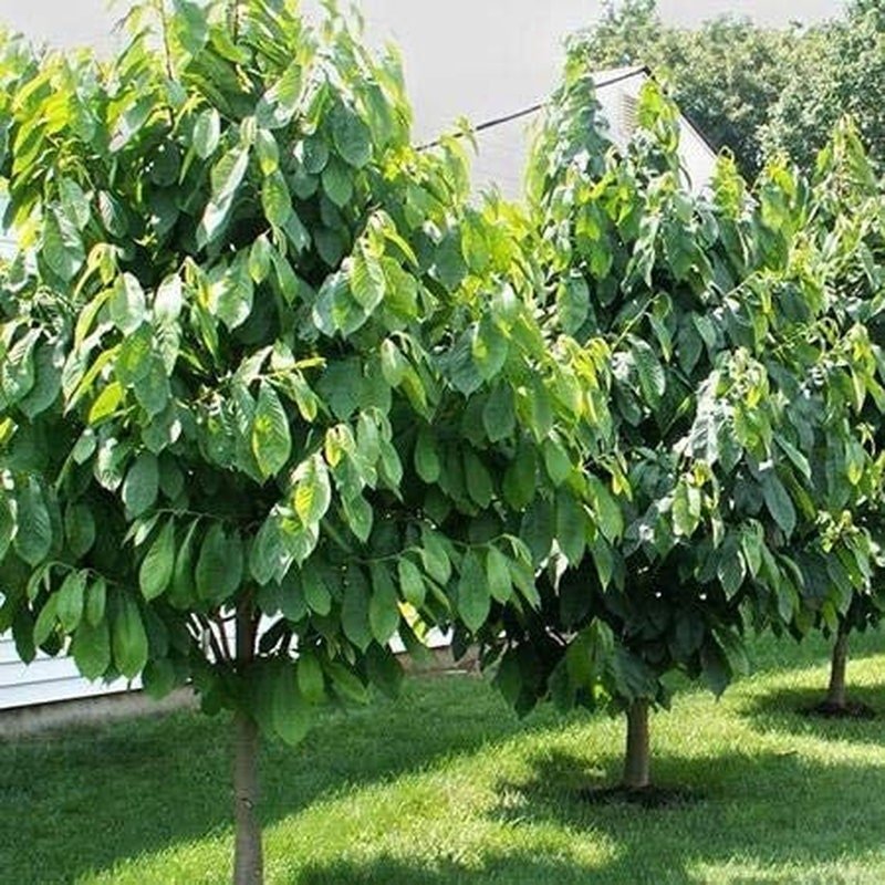 Paw Paw Tree - 6 Seeds - Edible Fruit, Easy to Grow, Exotic - EzBuyCo